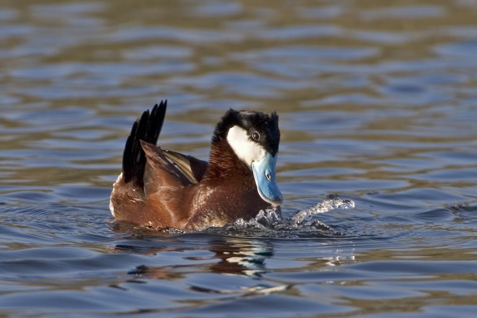 Member Photo Gallery - San Fernando Valley Audubon Society