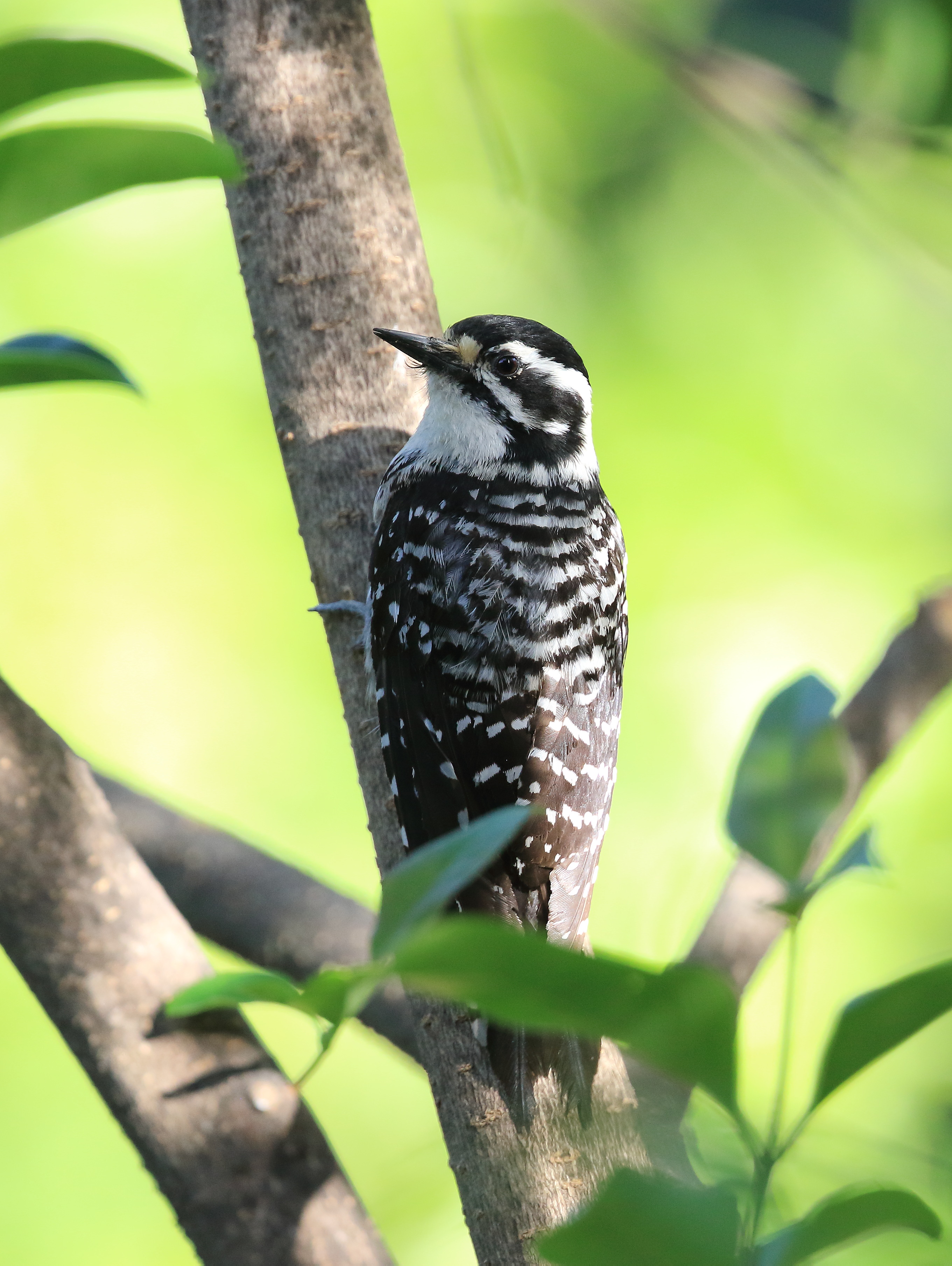 SFV Backyard Bird Identification – San Fernando Valley Audubon Society
