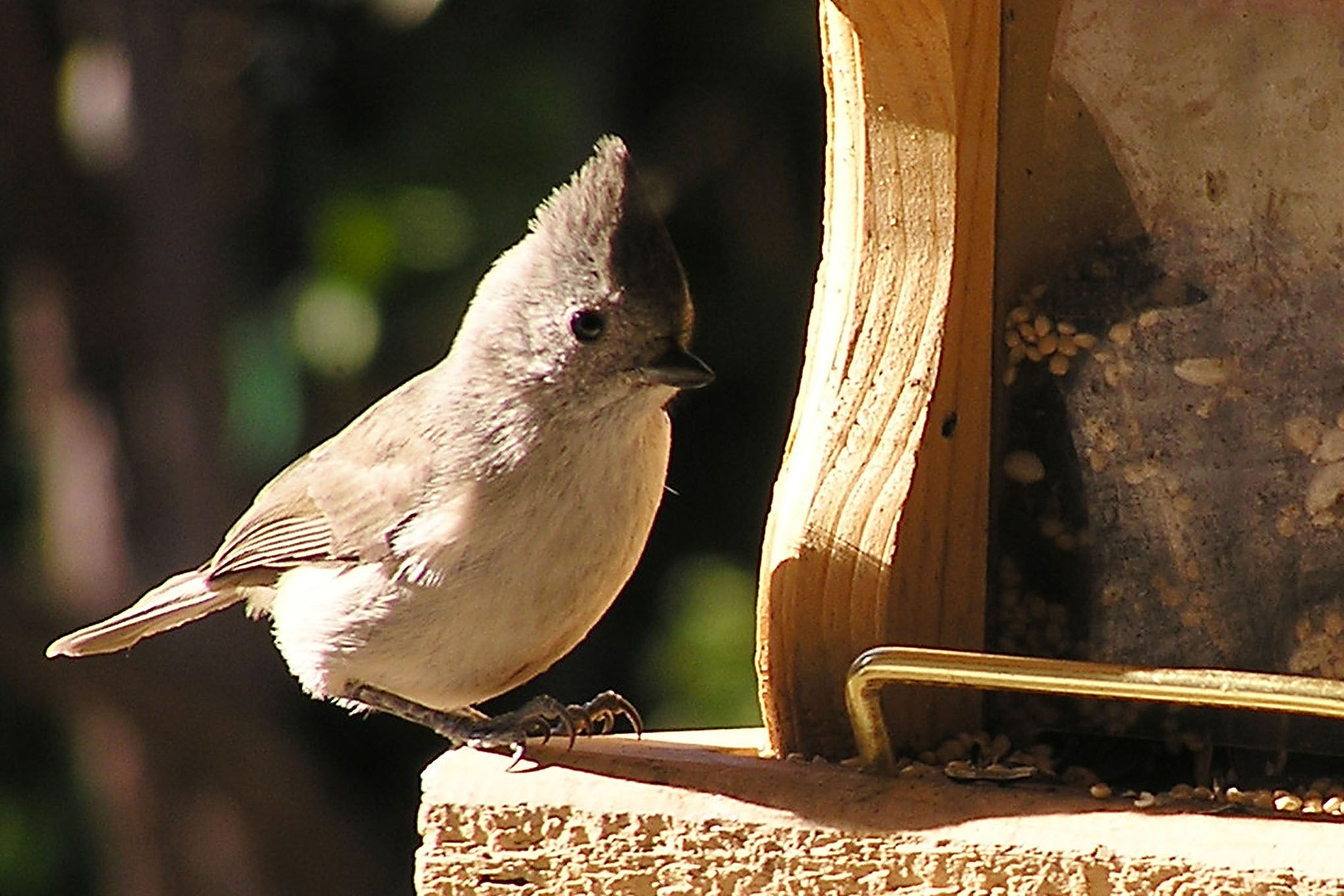 Oak Titmouse - San Fernando Valley Audubon Society
