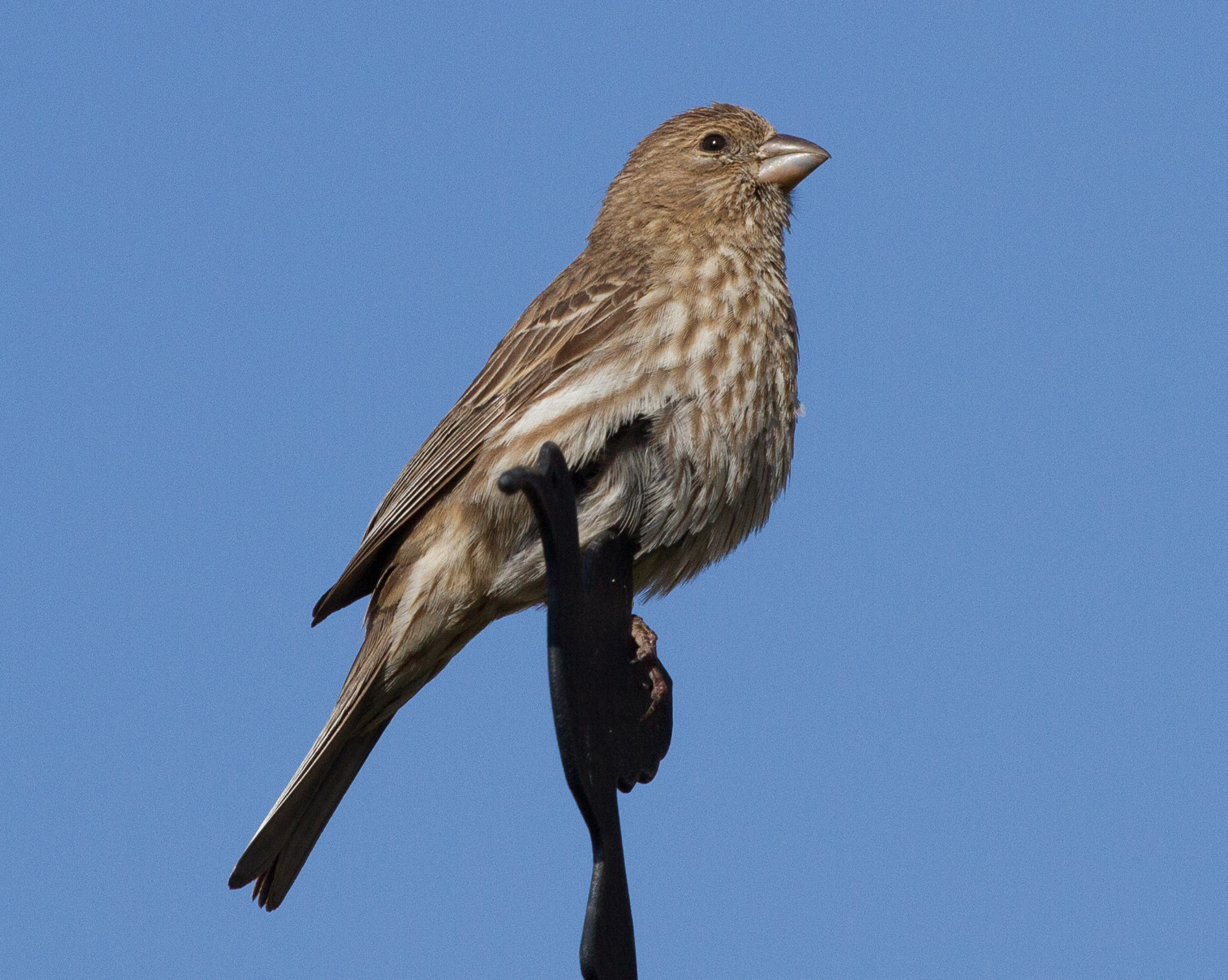 SFV Backyard Bird Identification - San Fernando Valley Audubon Society