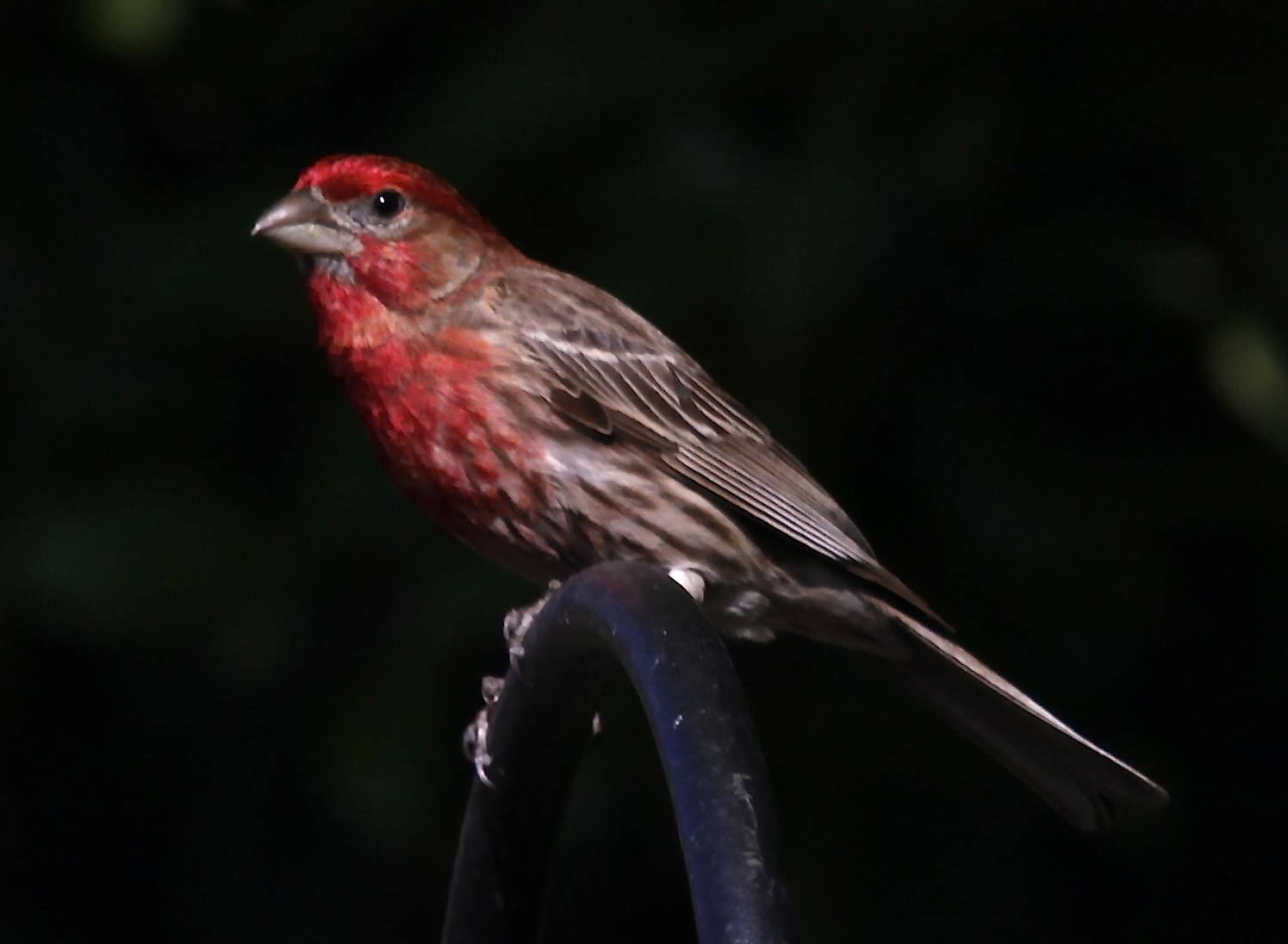 SFV Backyard Bird Identification - San Fernando Valley Audubon Society