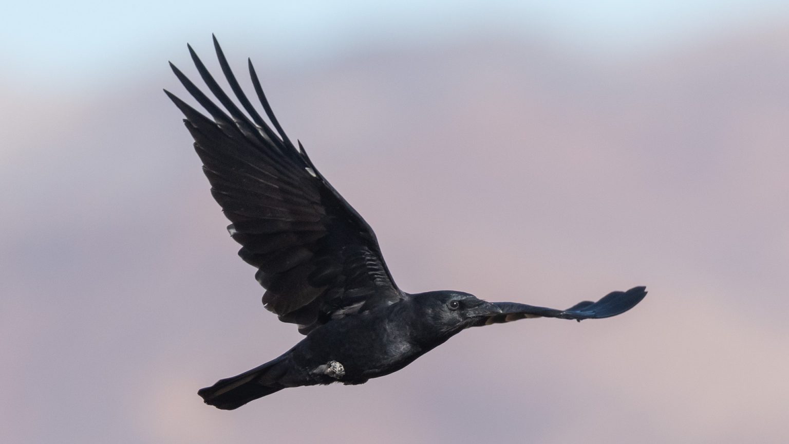 Crows and Ravens - San Fernando Valley Audubon Society