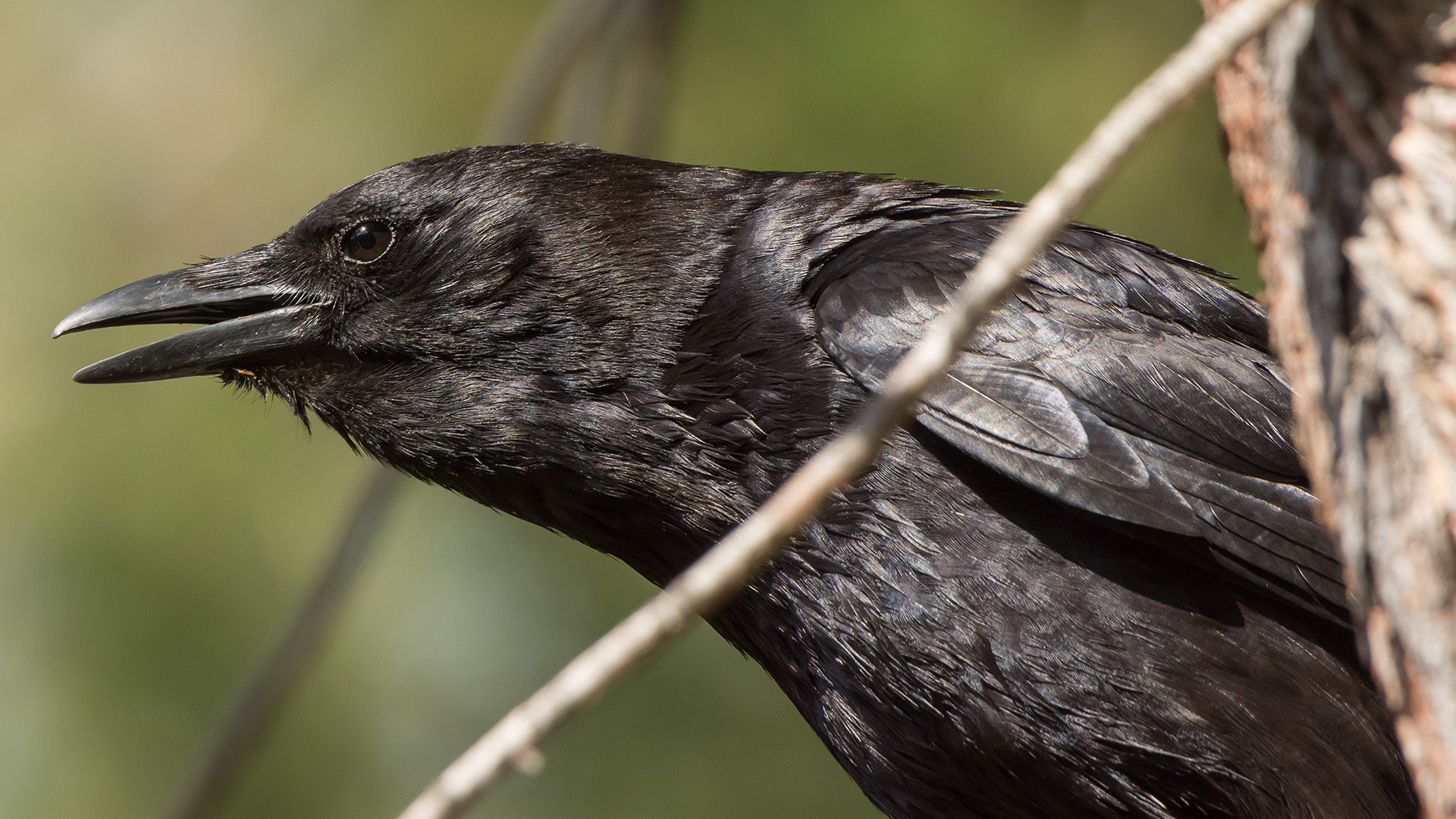 SFV Backyard Bird Identification - San Fernando Valley Audubon Society