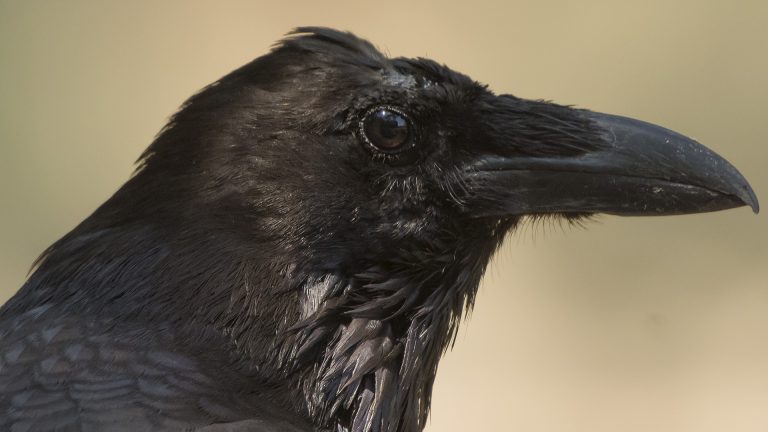SFV Backyard Bird Identification - San Fernando Valley Audubon Society