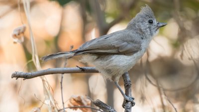 SFV Backyard Bird Identification - San Fernando Valley Audubon Society