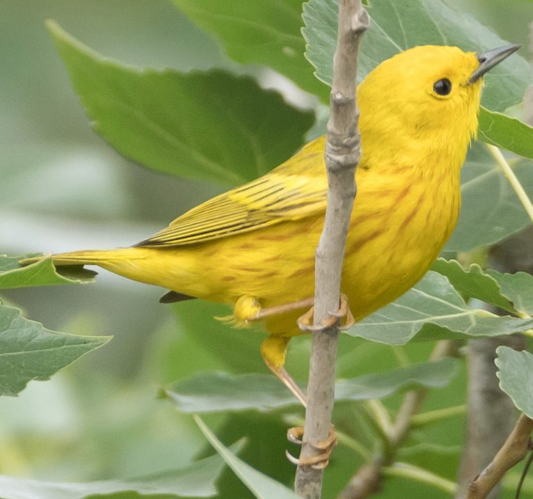 Bored? Bird! - San Fernando Valley Audubon Society