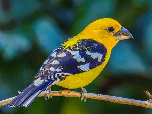 Zoom Event: Three Tales of Diversification in Mexican Birds - San ...