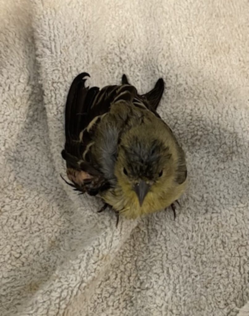 Injured Birds FAQ - San Fernando Valley Audubon Society